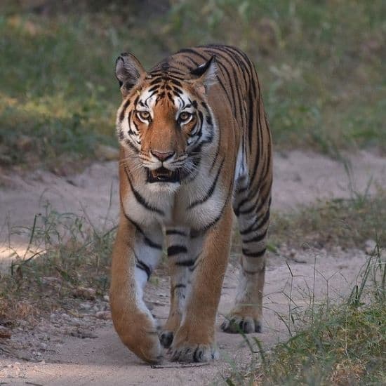 Human Wildlife Interface and the Challenges it Poses to Tiger ...