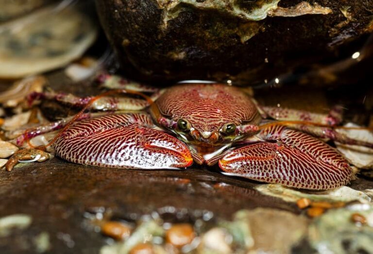 Tide Pool Life - Wildlife Conservation Trust