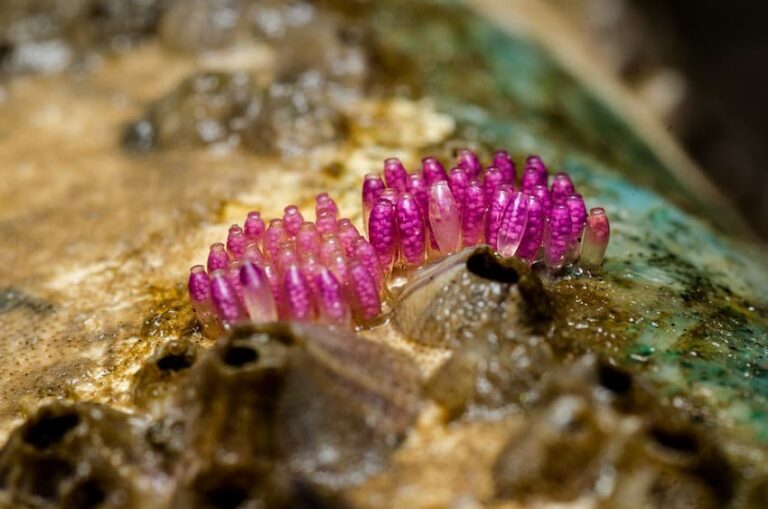 Tide Pool Life - Wildlife Conservation Trust