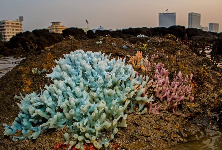 Tide Pool Life - Wildlife Conservation Trust