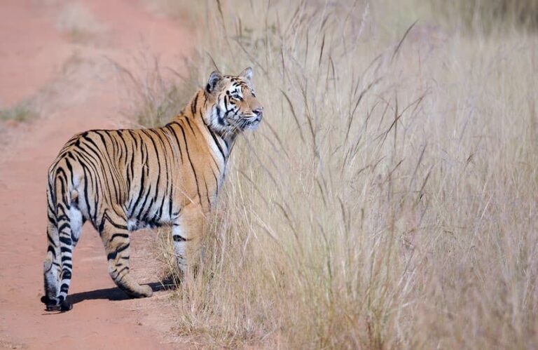 WCT Employs These Interesting Scientific Methods for Conservation ...