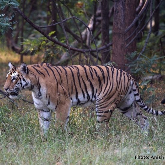 International Day For Biological Diversity - Wildlife Conservation Trust