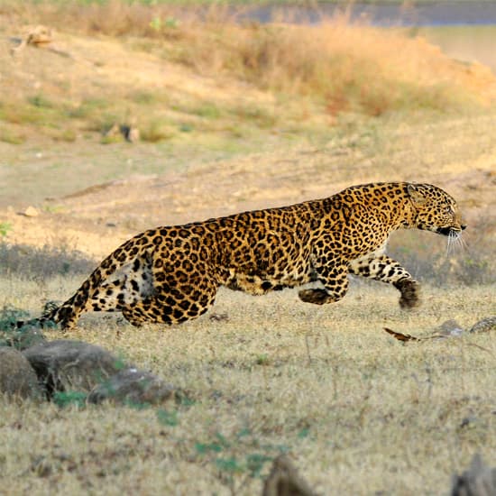 Leopards and people seem to coexist - Wildlife Conservation Trust