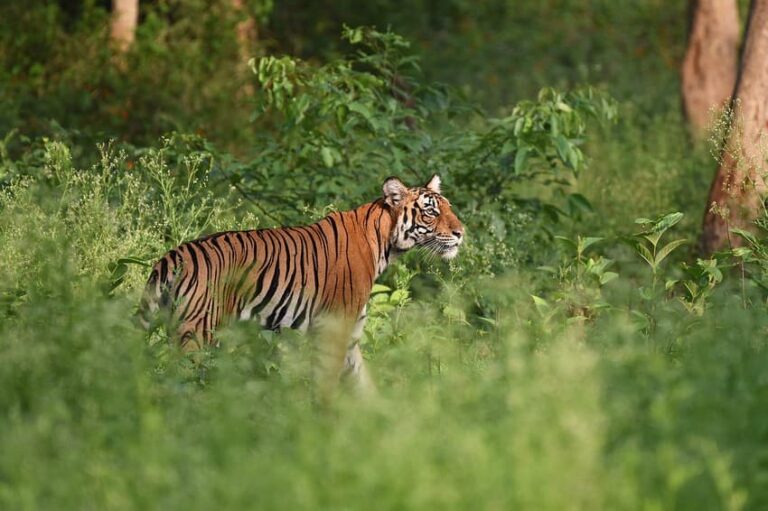 The Long-term Viability of Tigers in Protected Areas is Dependent on ...