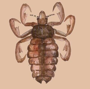 Weird Connections – Part III - Wildlife Conservation Trust