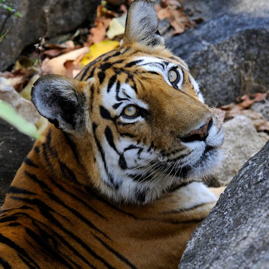 Let's Talk Tigers - Wildlife Conservation Trust