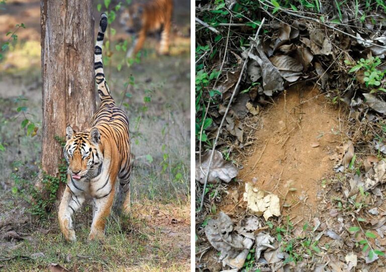 Tiger Connectivity - Strengthening and Protecting Wildlife Corridors ...
