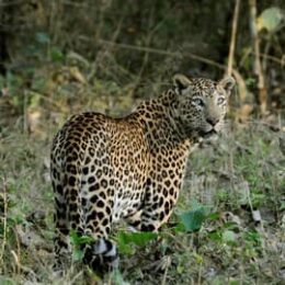 Home - Wildlife Conservation Trust