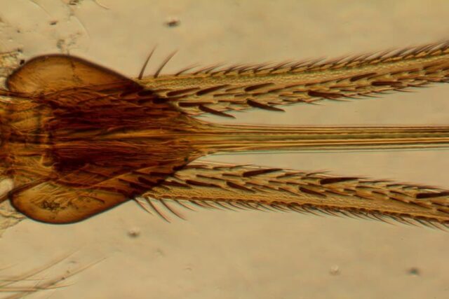 Mouthing with the Insects - Wildlife Conservation Trust