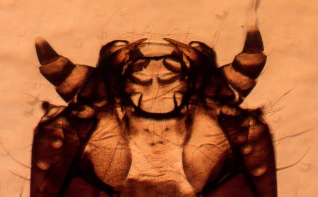 Mouthing with the Insects - Wildlife Conservation Trust