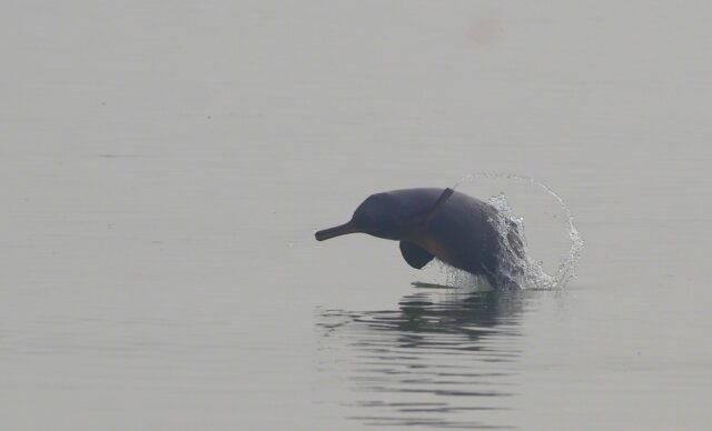 IUCN's latest Red List Assessment of the Ganges river dolphin ...