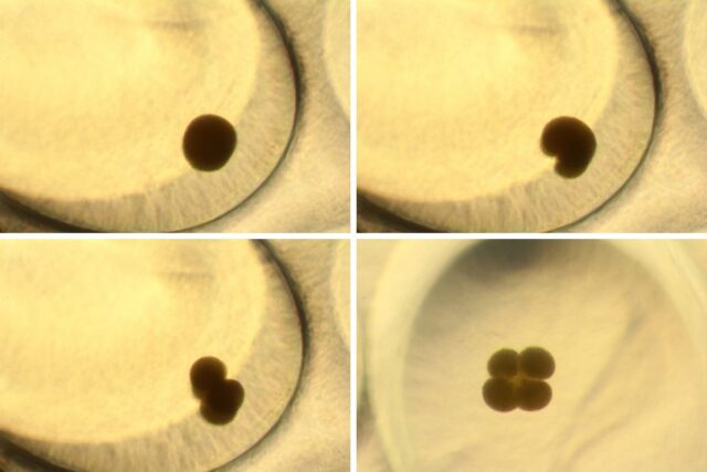 From Nothing to Quite Something – A Journey of a Snail Embryo ...