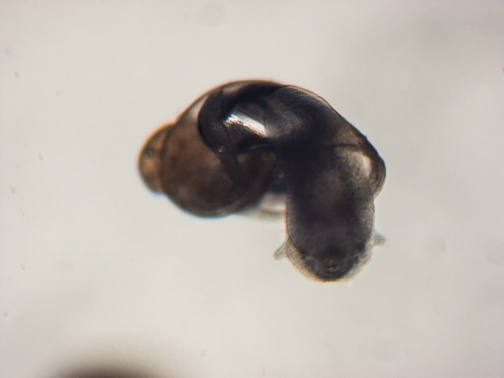 From Nothing to Quite Something – A Journey of a Snail Embryo ...