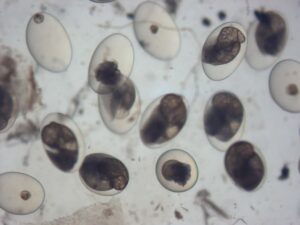 From Nothing to Quite Something – A Journey of a Snail Embryo ...
