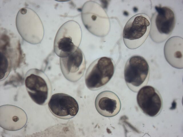 From Nothing to Quite Something – A Journey of a Snail Embryo ...