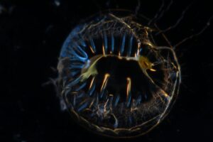 From Nothing to Quite Something – A Journey of a Snail Embryo ...