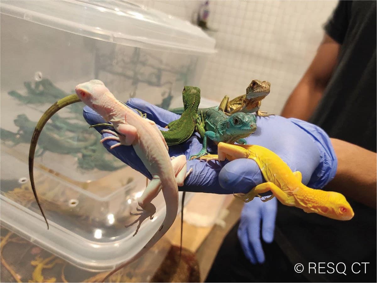 Forced to Pay the Ultimate Price for the Pet Trade - Wildlife ...