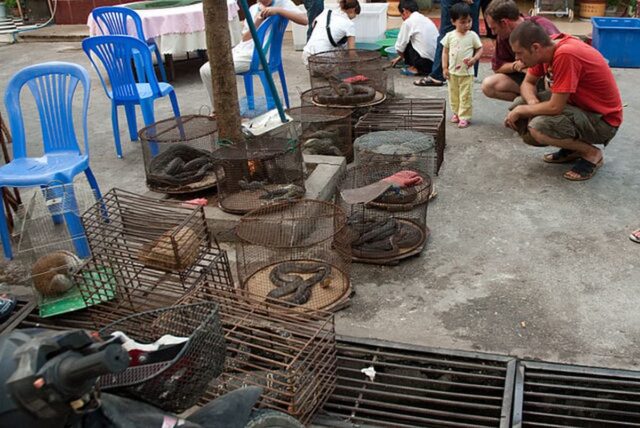 Forced to Pay the Ultimate Price for the Pet Trade - Wildlife ...