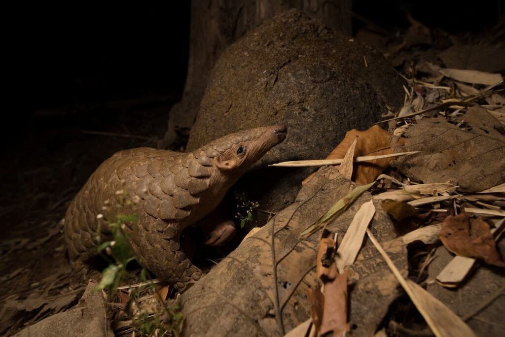 Scaling up Pangolin Conservation in India - Wildlife Conservation Trust