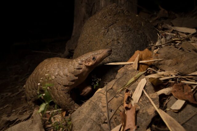Scaling up Pangolin Conservation in India - Wildlife Conservation Trust