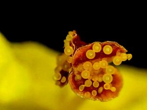 Fossil Pollen: Microscopic Windows into the Planet’s Geological Past ...
