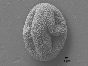 Fossil Pollen: Microscopic Windows into the Planet’s Geological Past ...