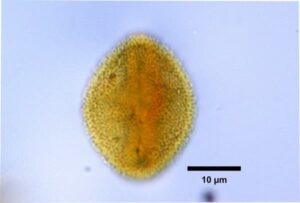Fossil Pollen: Microscopic Windows into the Planet’s Geological Past ...