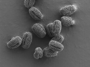 Fossil Pollen: Microscopic Windows into the Planet’s Geological Past ...