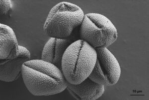 Fossil Pollen: Microscopic Windows into the Planet’s Geological Past ...