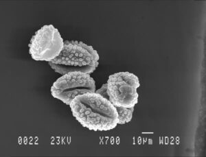 Fossil Pollen: Microscopic Windows into the Planet’s Geological Past ...