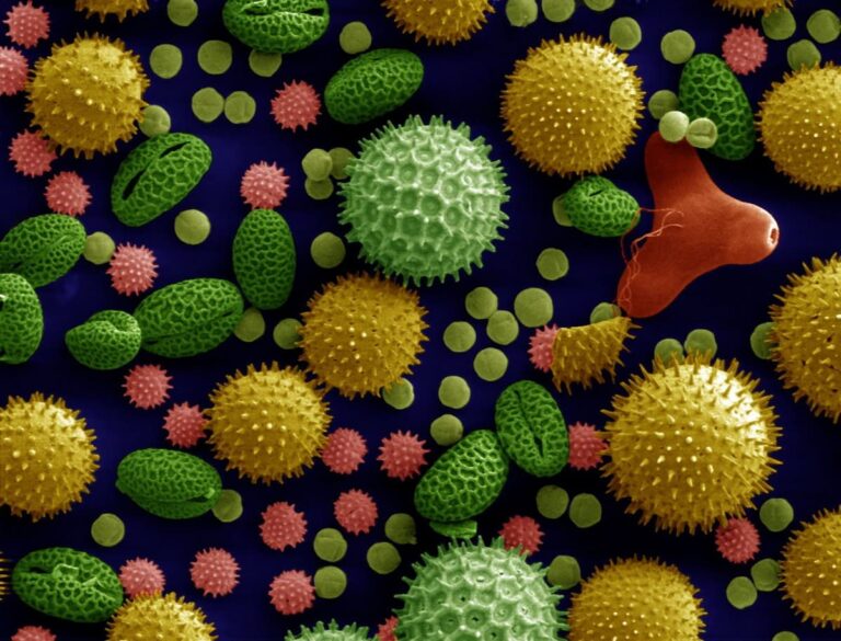 Fossil Pollen: Microscopic Windows into the Planet’s Geological Past ...