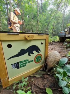 Pangolin Ecology and Conservation - Wildlife Conservation Trust