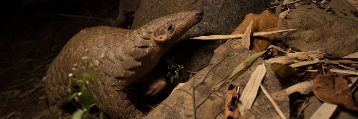 Pangolin Ecology and Conservation - Wildlife Conservation Trust