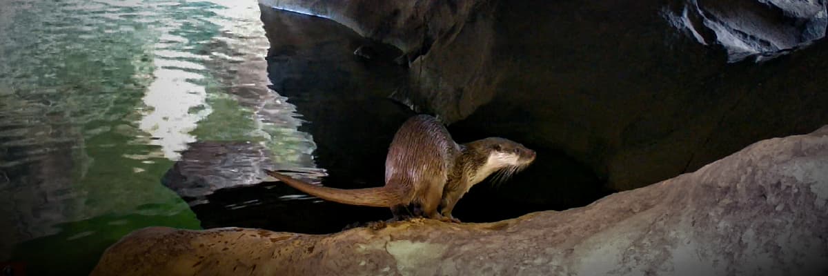 Otter Ecology and Hydrology Project - Wildlife Conservation Trust