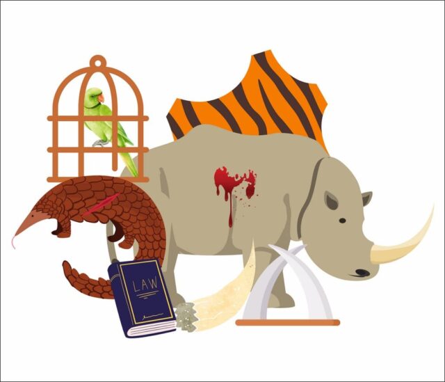 Wildlife Crime and Punishment - Wildlife Conservation Trust