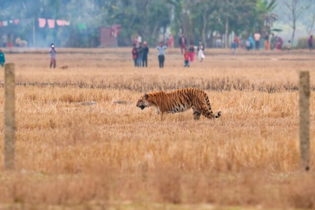Tiger Conservation-The Road Ahead - Wildlife Conservation Trust