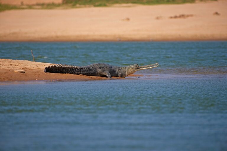 Gharials: Living on the Riverine Edge - Wildlife Conservation Trust
