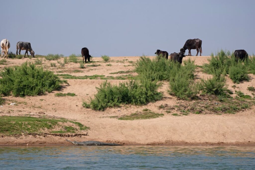 Gharials: Living on the Riverine Edge - Wildlife Conservation Trust