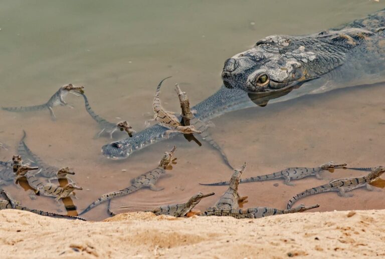 Gharials: Living on the Riverine Edge - Wildlife Conservation Trust