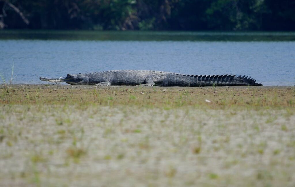 Gharials: Living on the Riverine Edge - Wildlife Conservation Trust