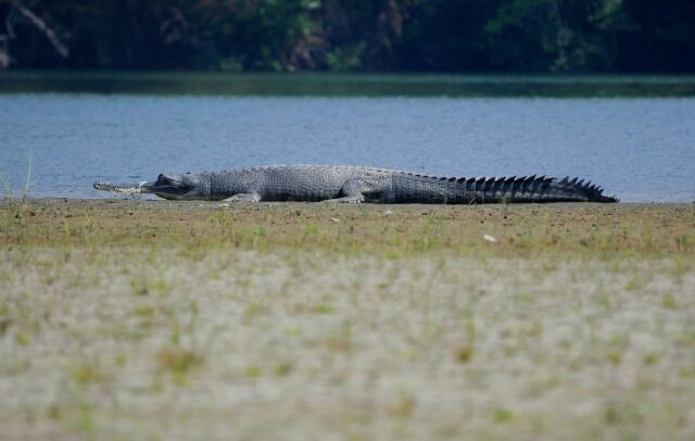 Gharials: Living on the Riverine Edge - Wildlife Conservation Trust