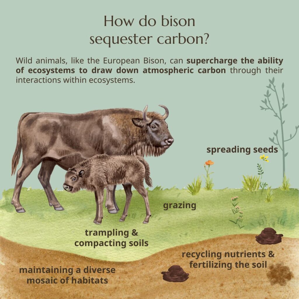 Rewilded Bison are Climate Heroes - Wildlife Conservation Trust