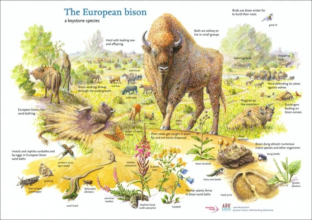 Rewilded Bison are Climate Heroes - Wildlife Conservation Trust