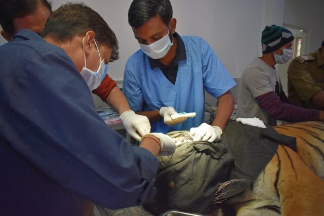The Quintessential Vets - Wildlife Conservation Trust