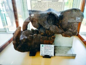 The Siwaliks: Fossil Heaven On Earth - Wildlife Conservation Trust