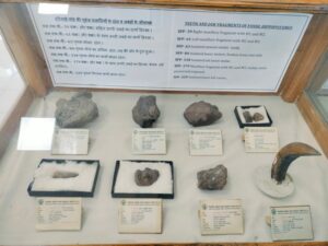 The Siwaliks: Fossil Heaven On Earth - Wildlife Conservation Trust