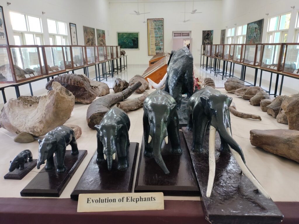 The Siwaliks: Fossil Heaven On Earth - Wildlife Conservation Trust