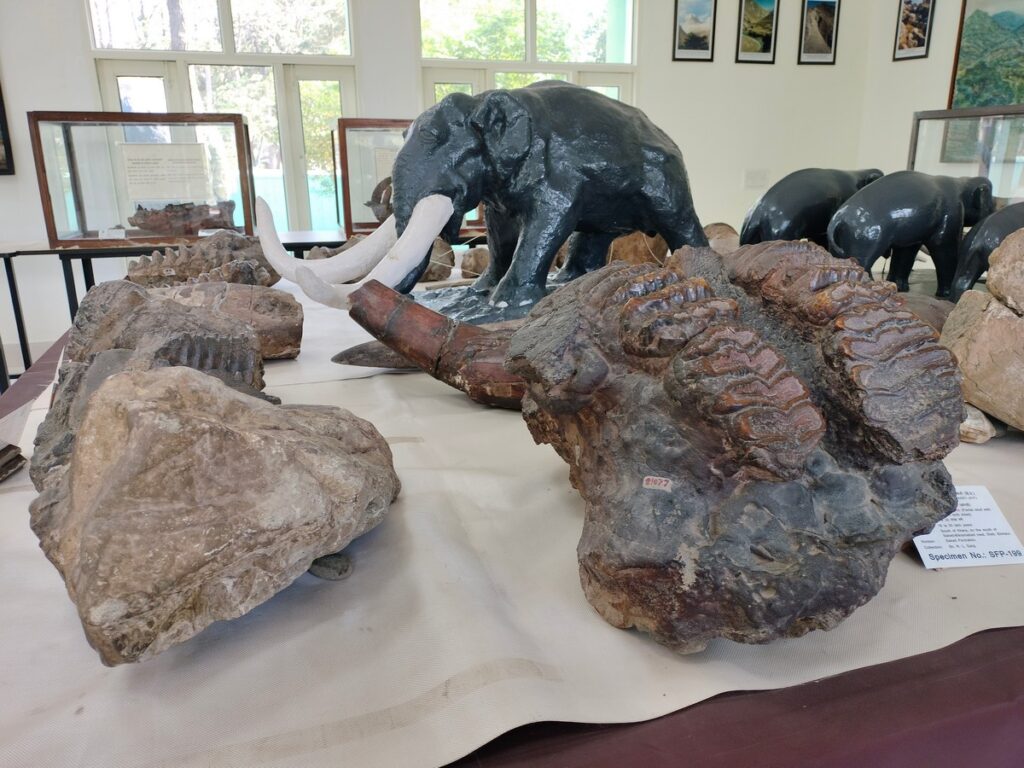 The Siwaliks: Fossil Heaven On Earth - Wildlife Conservation Trust