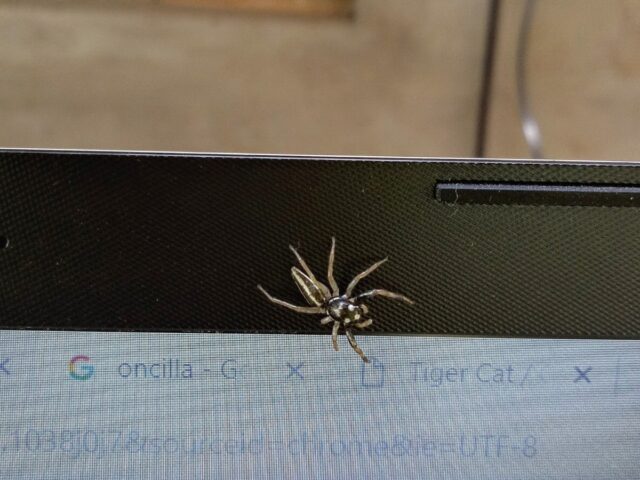 Don’t Kill That Spider! Rescue It. - Wildlife Conservation Trust