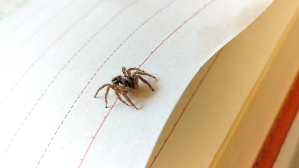 Don’t Kill That Spider! Rescue It. - Wildlife Conservation Trust